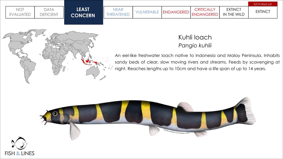 Kuhli Loach Size Length