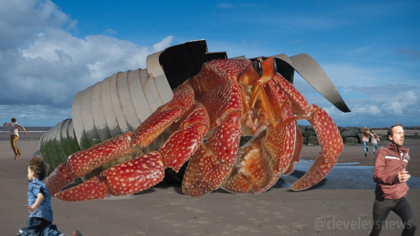 Giant Hermit Crabs