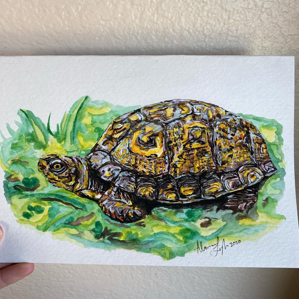 Art & Collectibles Box Turtle Gouache Painting Painting Gouache etna.com.pe