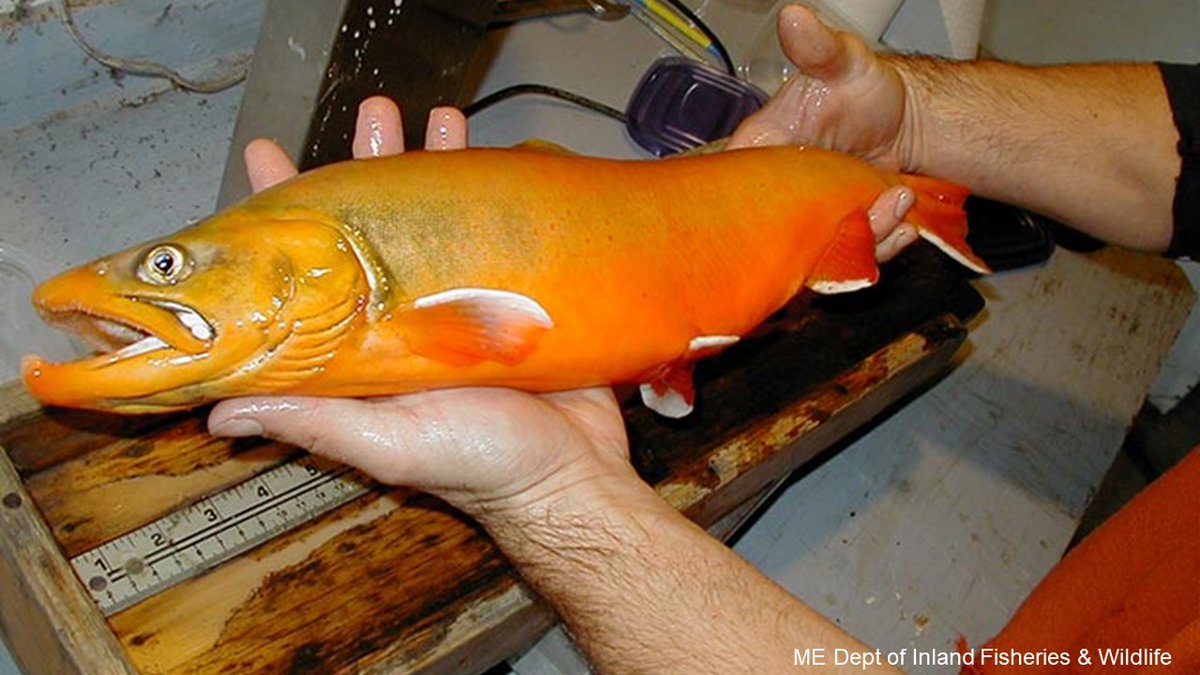 Arctic Char Spawning