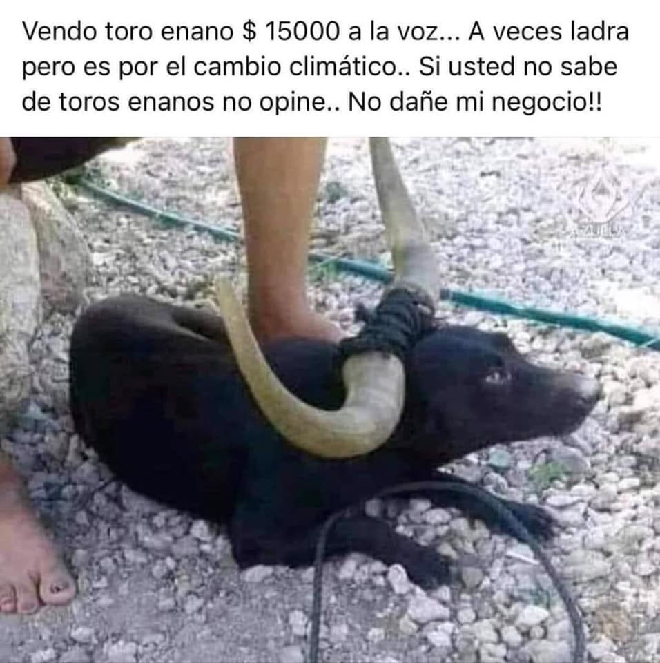 Memes De Toros Ah No Memes ToRo