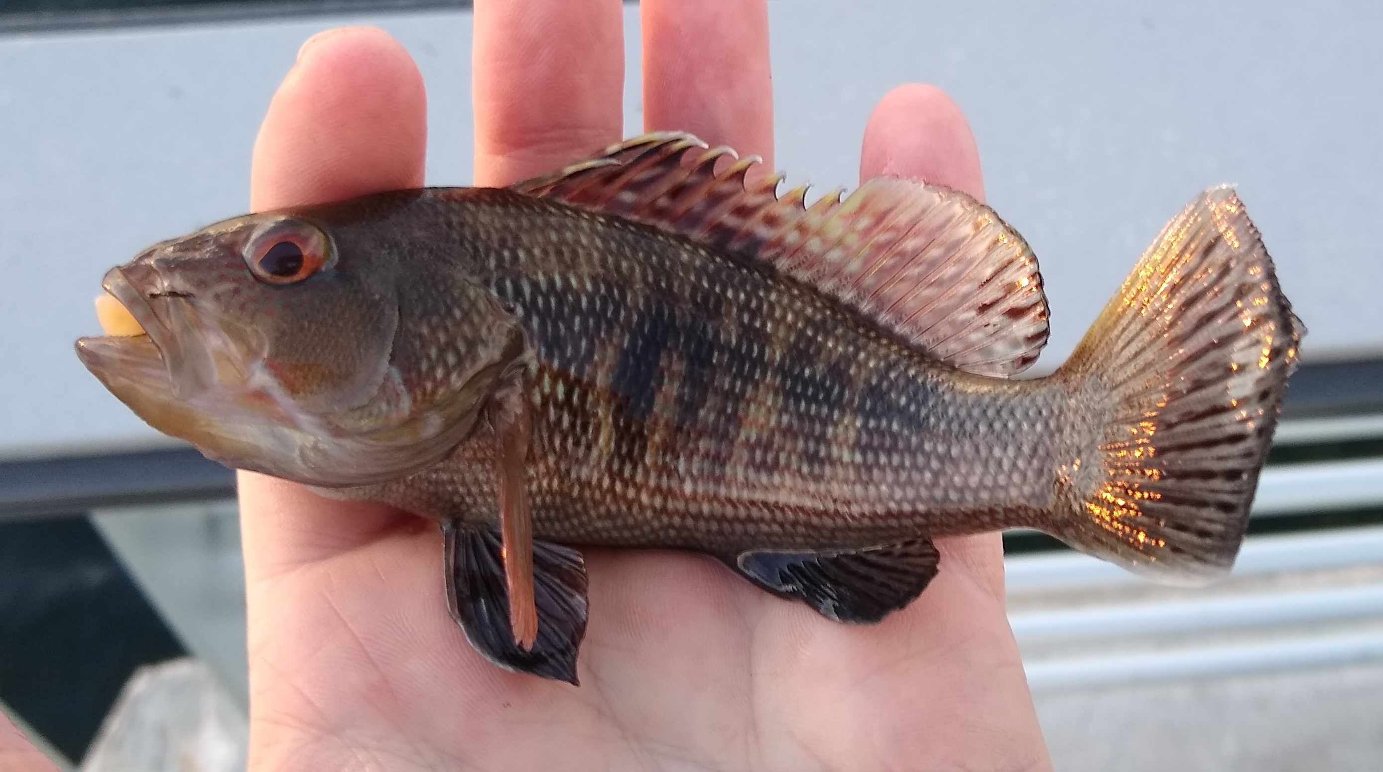 Spot Tail Pinfish