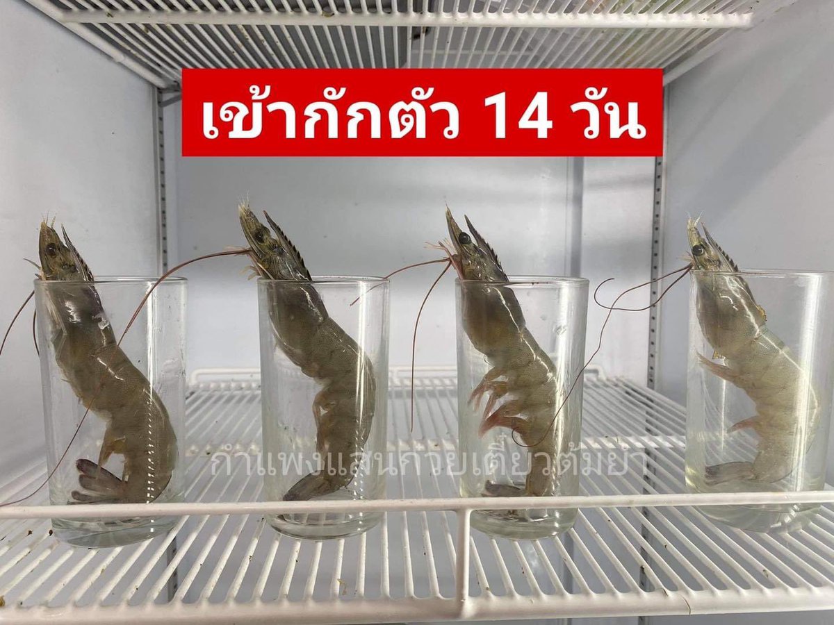 Ploy.VIP (@Ploy_VVIP) | Twitter