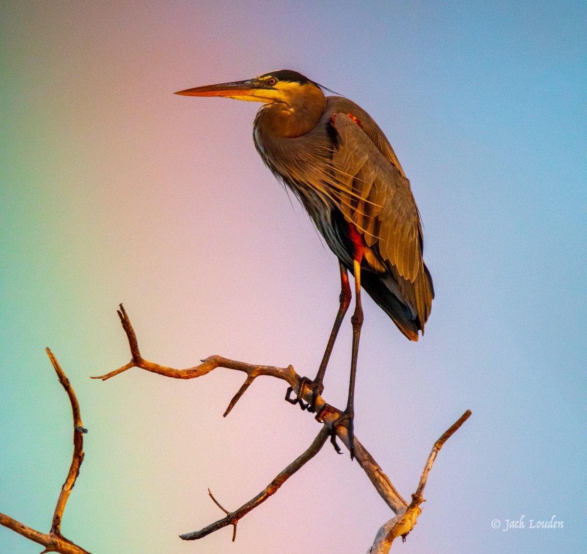 Jack Louden's Instagram, Twitter & Facebook on IDCrawl