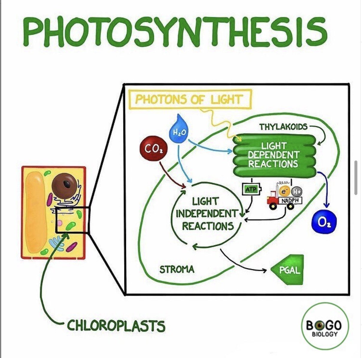Photosynthesis Light Reaction For Kids