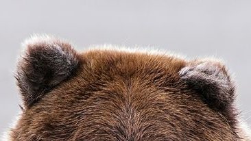Grizzly Bear Ears