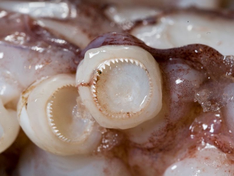 Squid Suction Cup Teeth