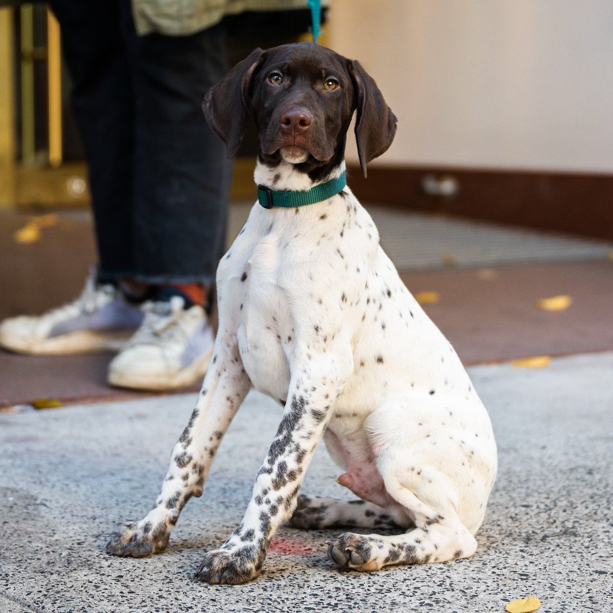 German Shorthaired Pointer Beagle Mix