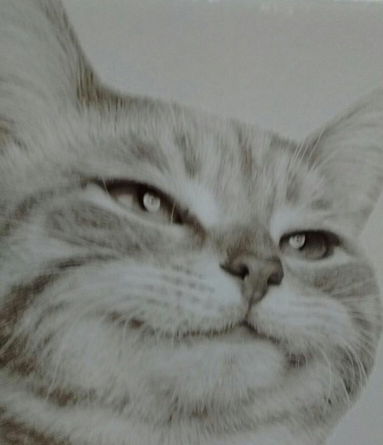 Smug Face Cat