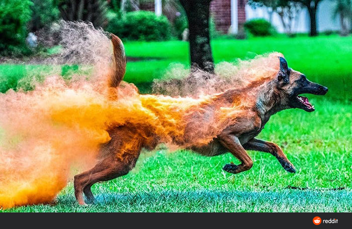 Real Hellhound Sightings