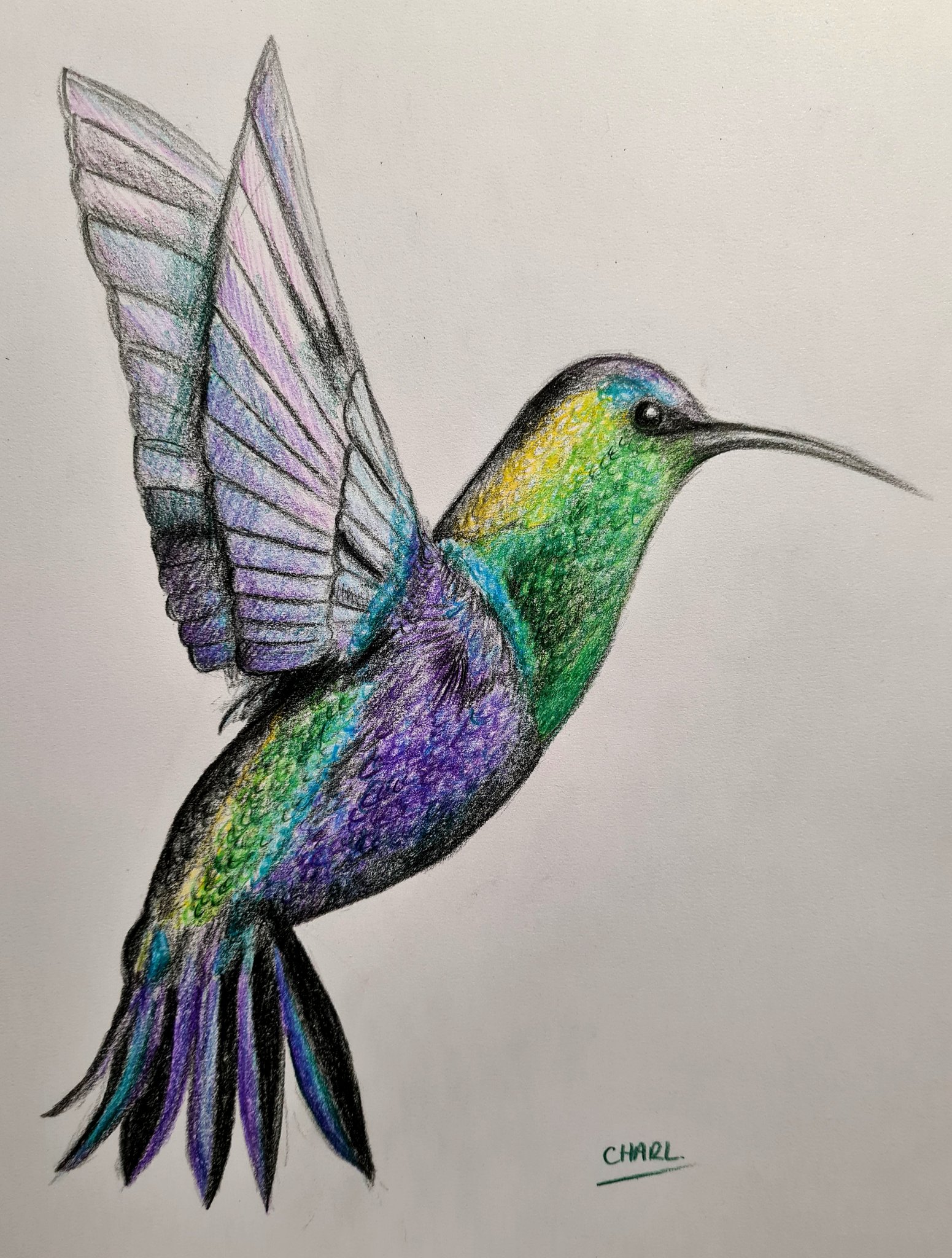Hummingbird Drawing Colour