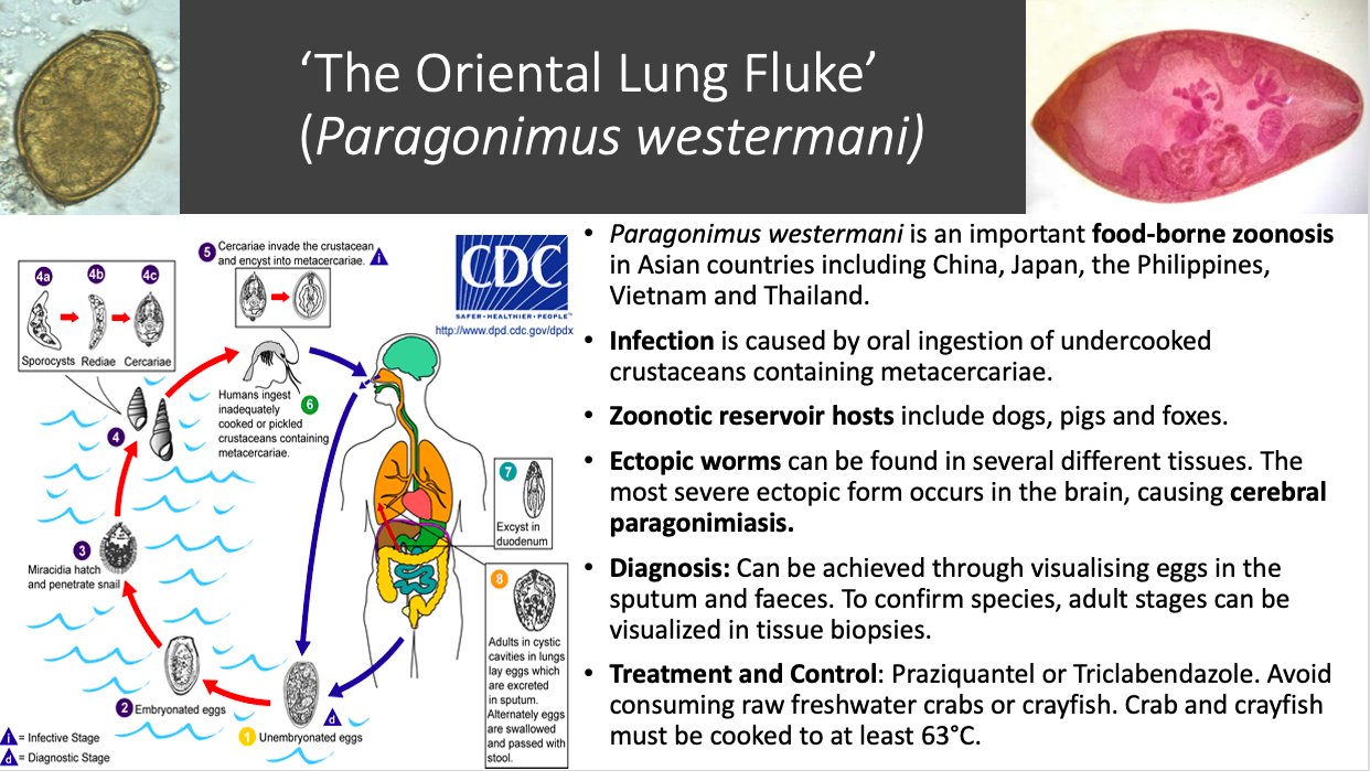 Oriental Lung Fluke Causes Symptoms Treatment Oriental