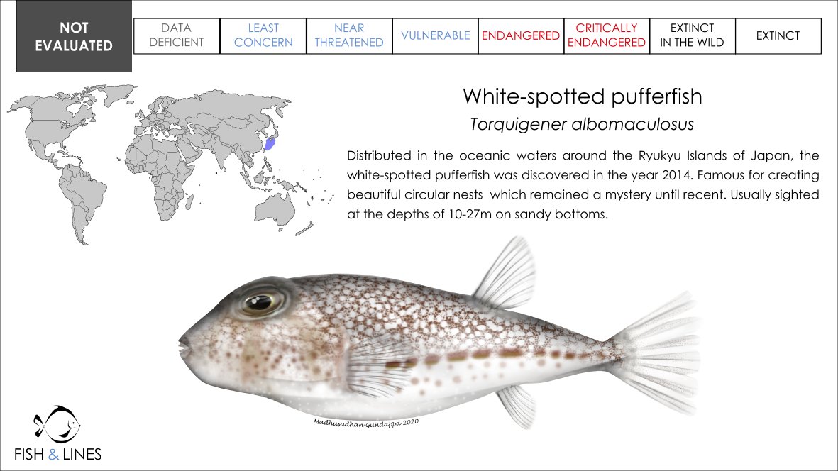 Puffer Fish Diagram
