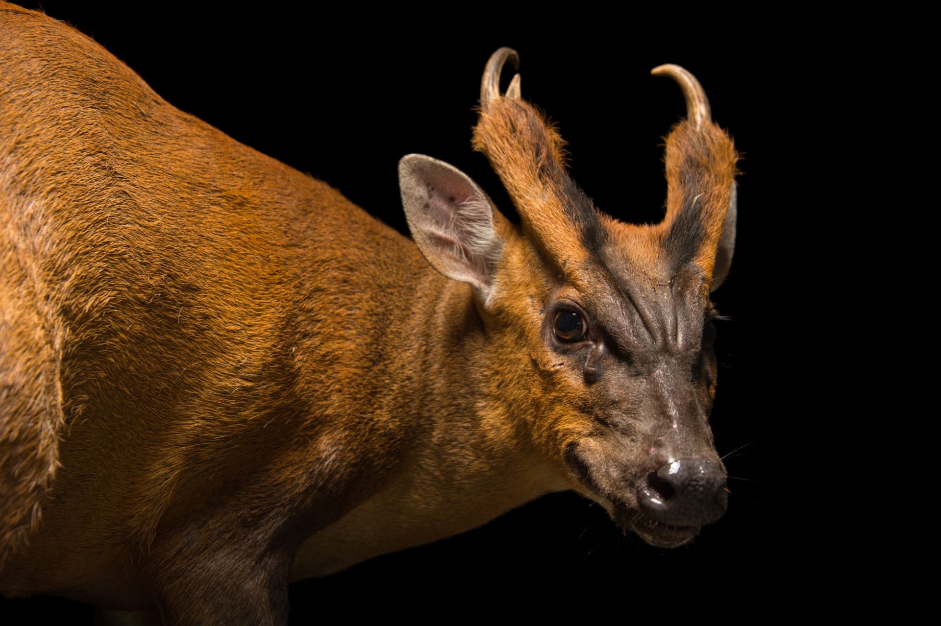 Southern Red Muntjac