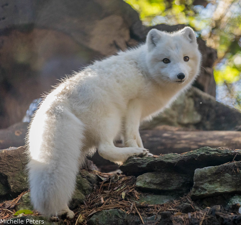 Tundra Arctic Fox In Summer