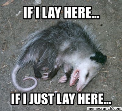Dead Possum Memes The Best Possum Memes :) Memedroid