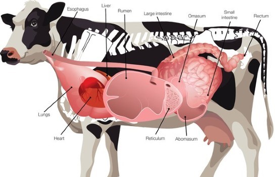 How Many Stomachs Does A Cow Have