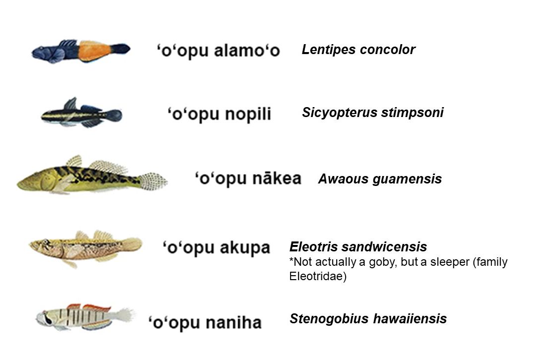 Hawaiian Freshwater Fish Freshwater Fish