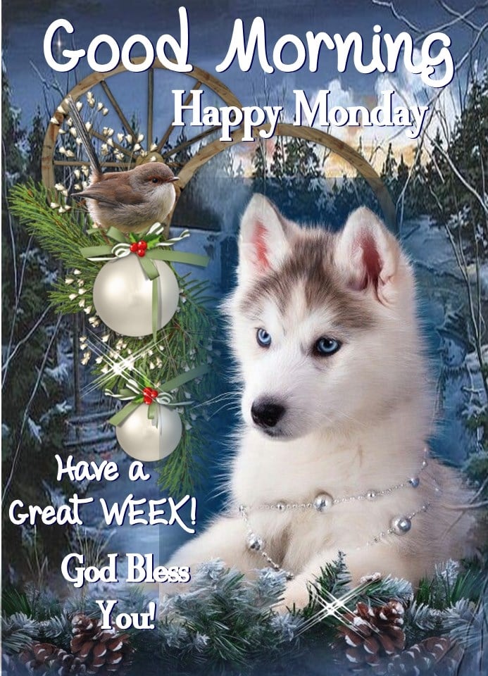 Good Morning Husky