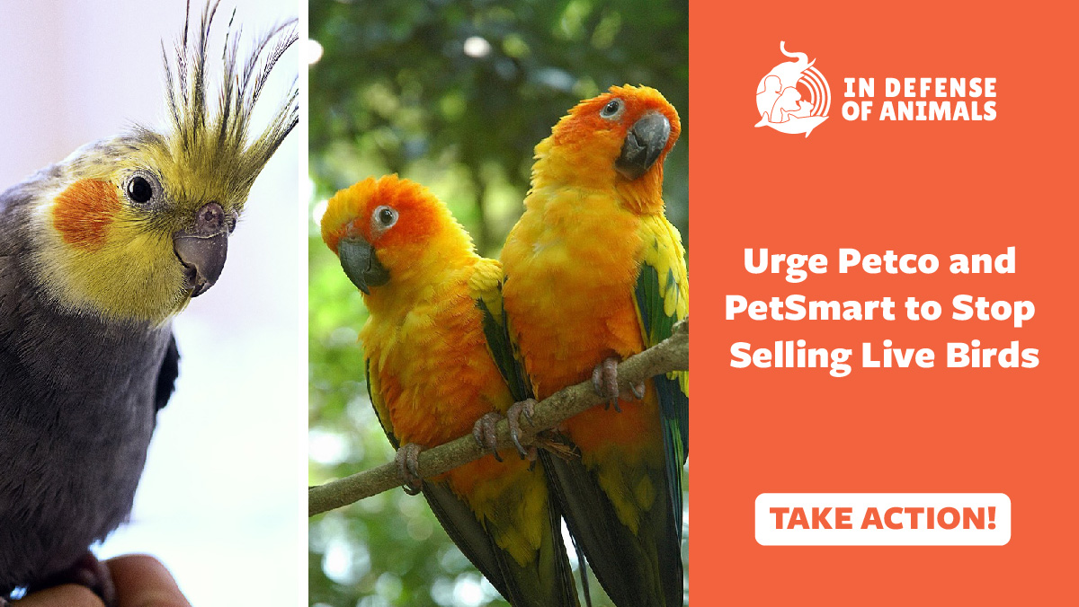 Petsmart Animals Birds