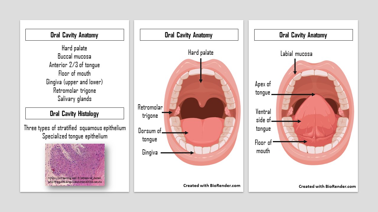 Labial Mucosa Anatomy What Are Gums (Gingivae)?
