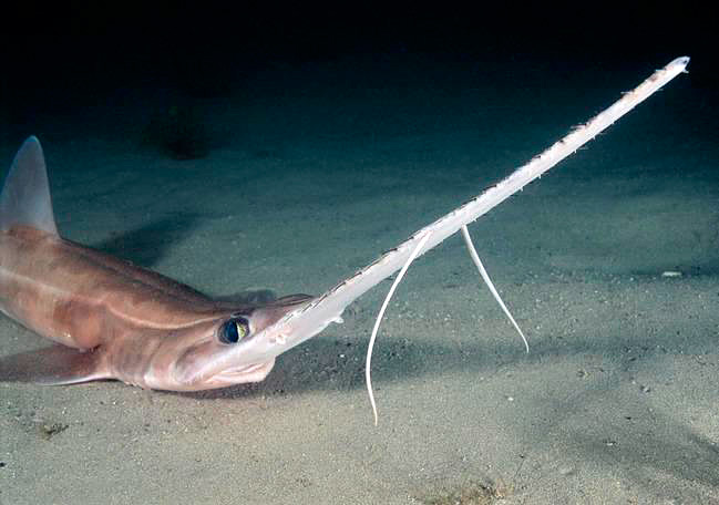 Long Nose Saw Shark