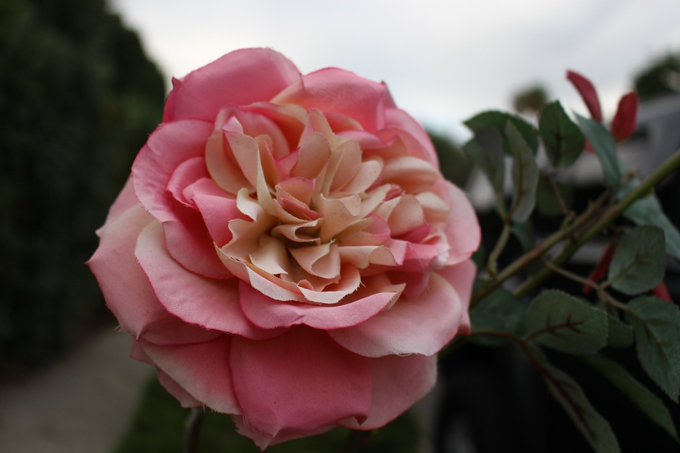 TW Pornstars - Luna Star. Pictures and videos from Twitter. Page 16