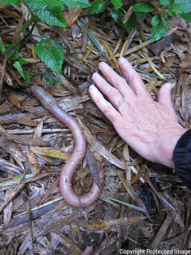 Giant African Earthworm