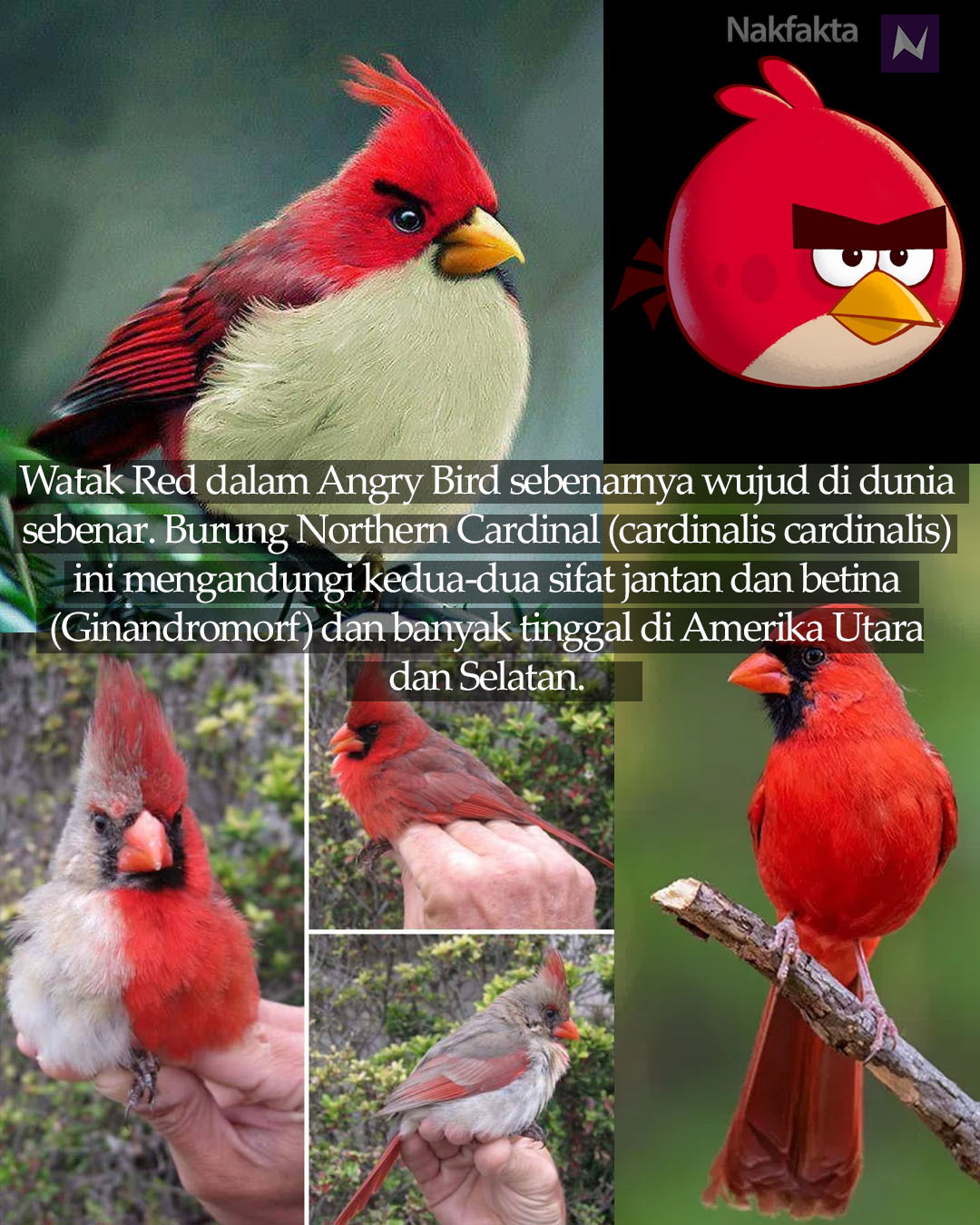 Burung Angry Bird Yang Sebenar