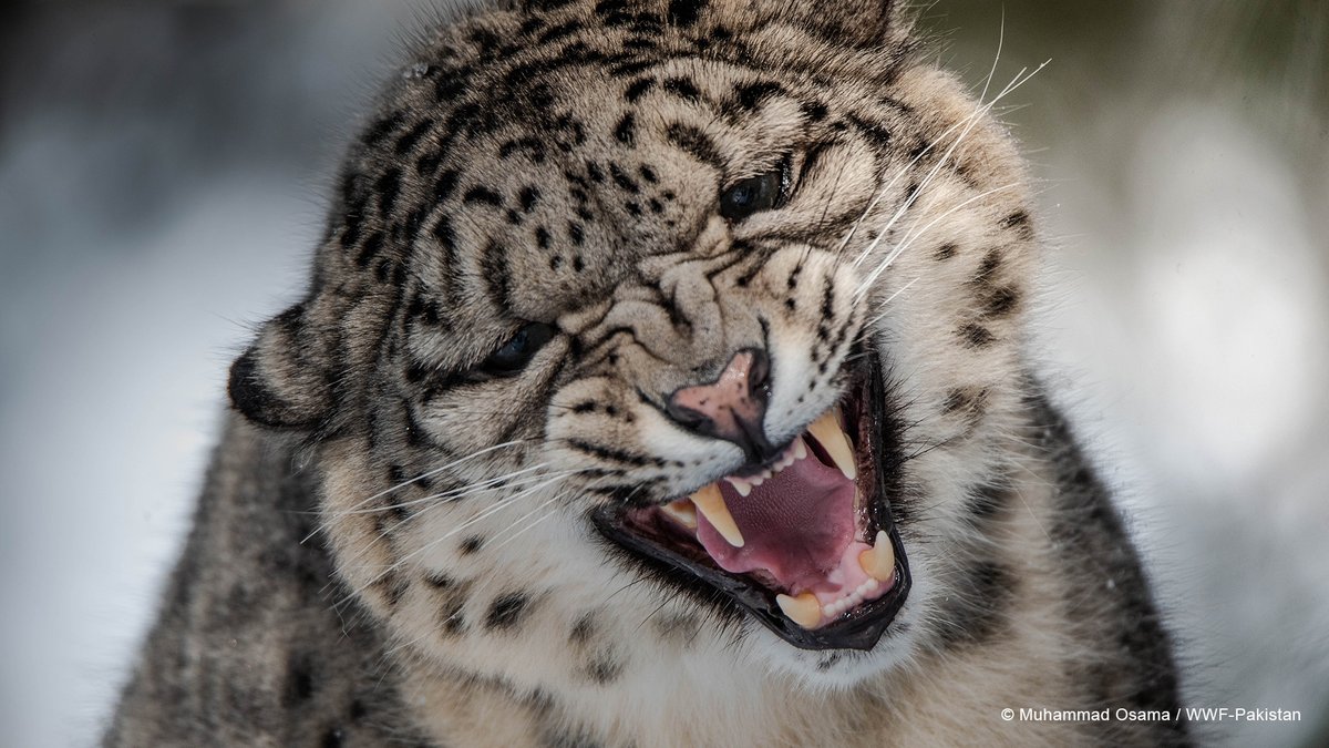 Angry Snow Leopard
