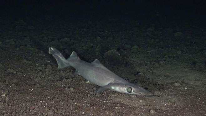 Birdbeak Dogfish Shark