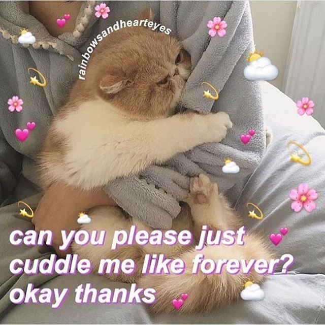 Cuddle Cat Meme