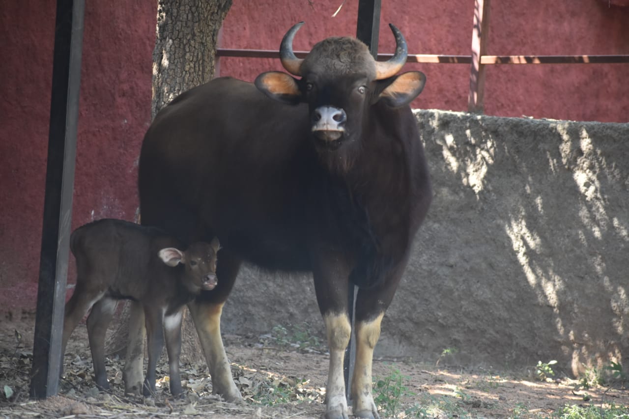 Baby Gaur
