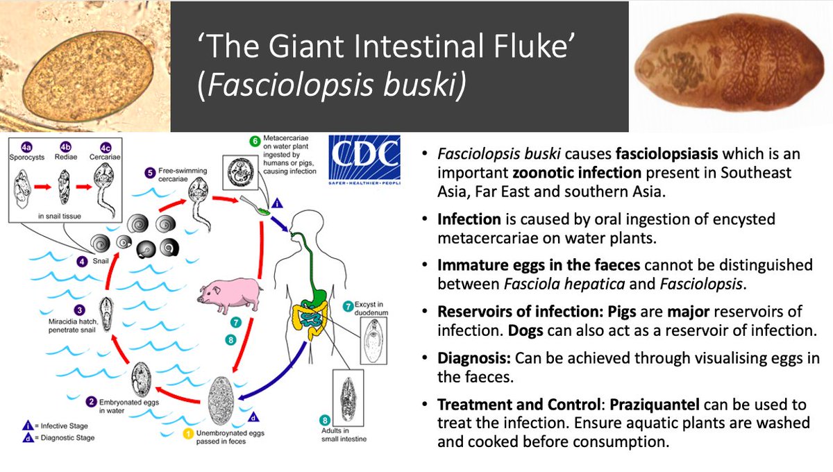 Fasciolopsis Buski Life Cycle