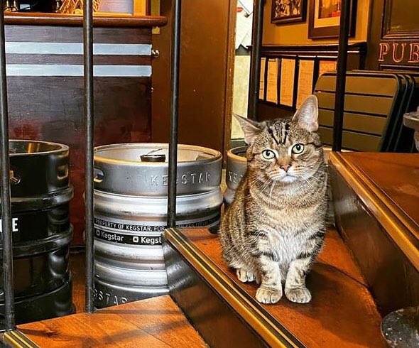 The Woolpack | The best pub, bar & restaurant in Bermondsey with garden