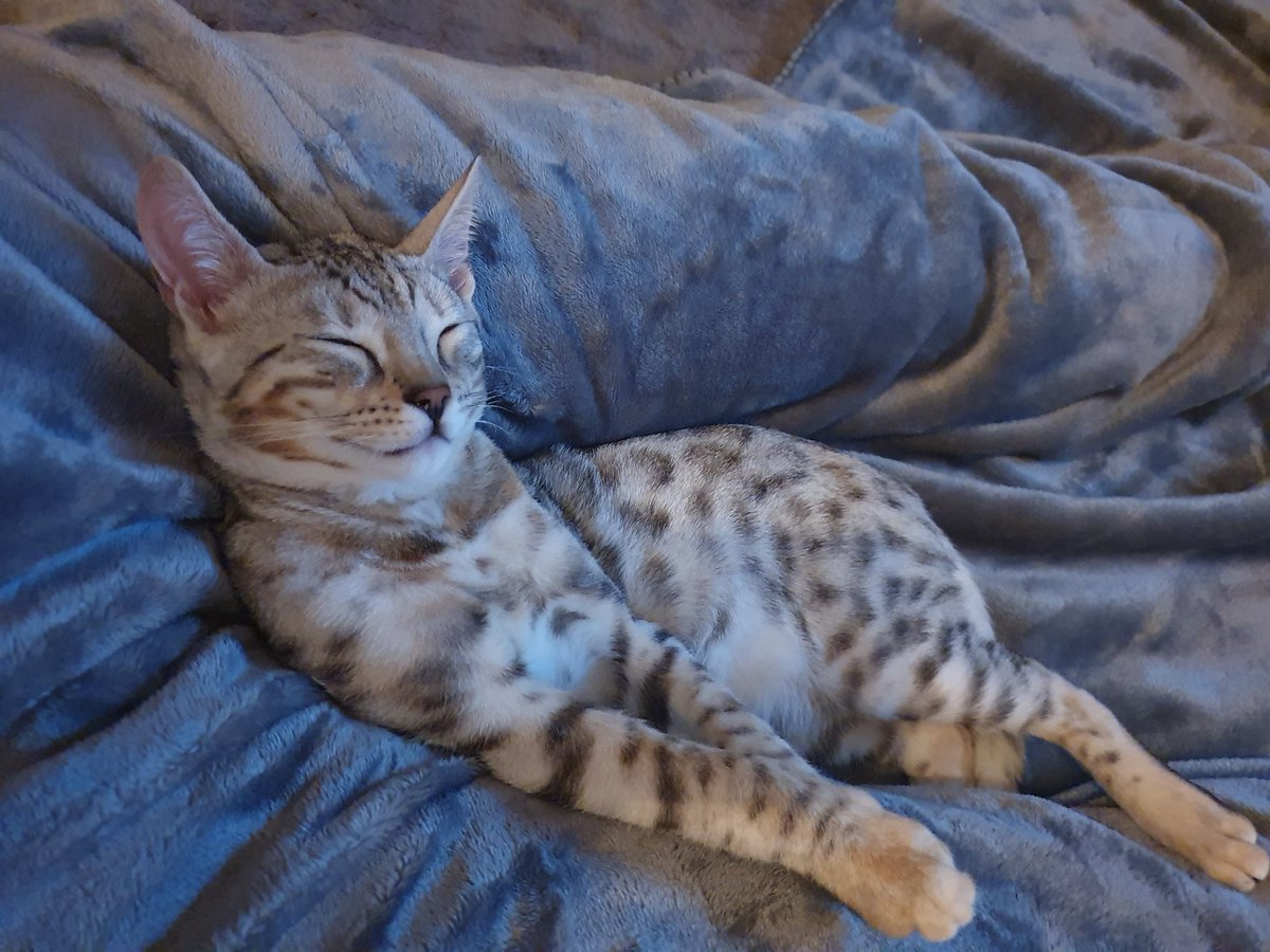 Simbathebengal (@Timetotalktoda1) | Twitter