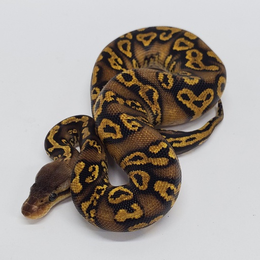 Mahogany Ball Python Morphs