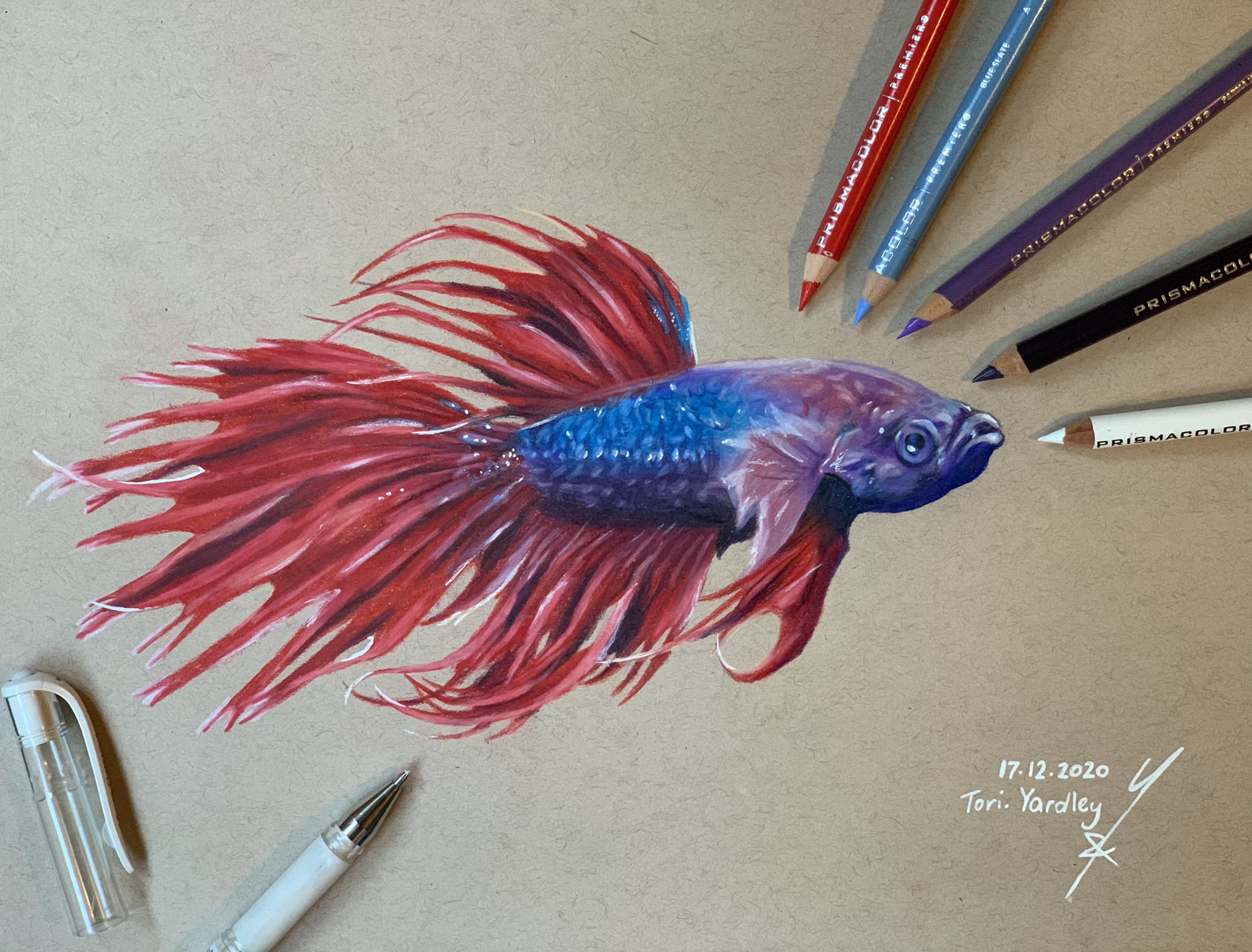 Colored Pencil Drawings Of Fish