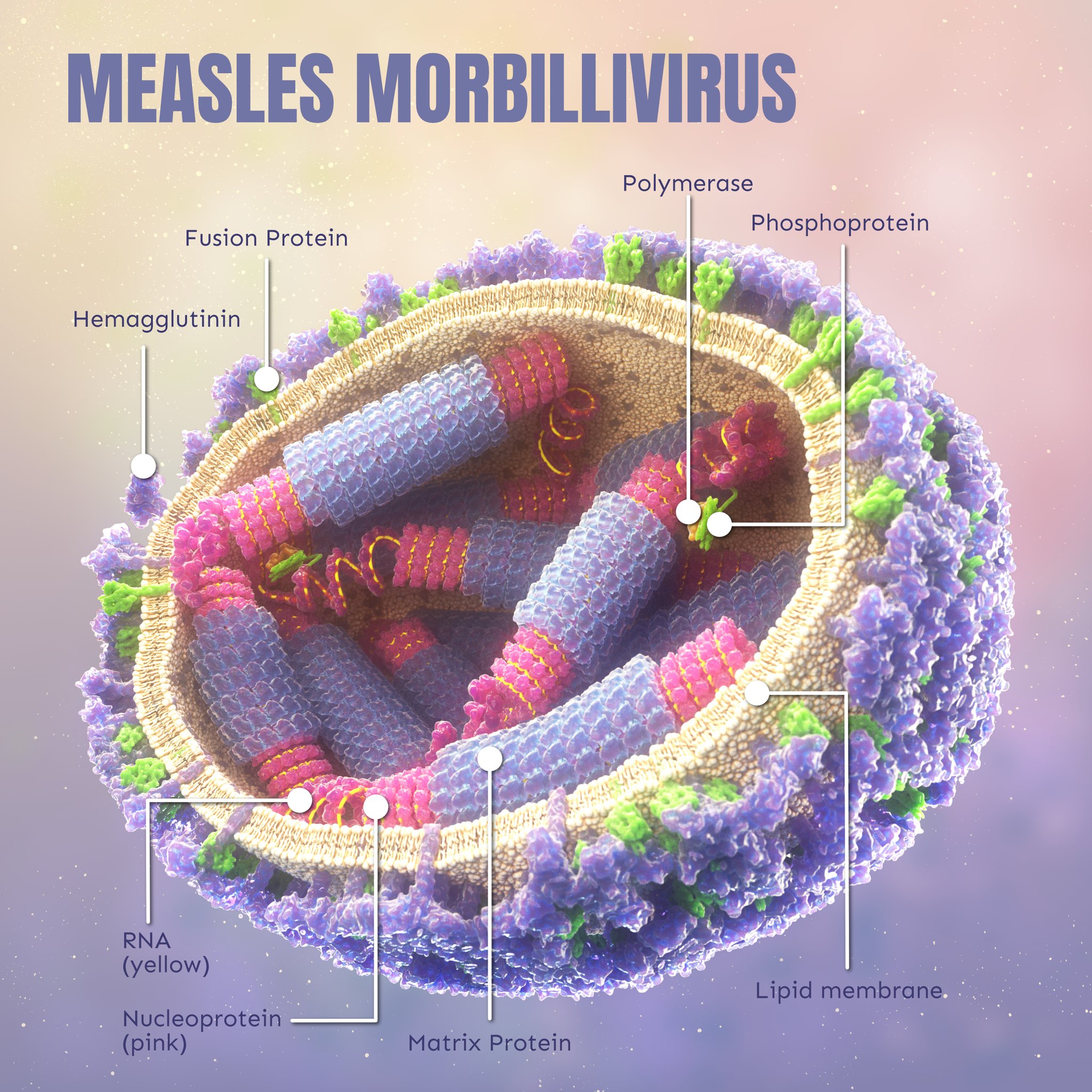 Measles Virus Structure Structure Of The Measles Virus Hemagglutinin