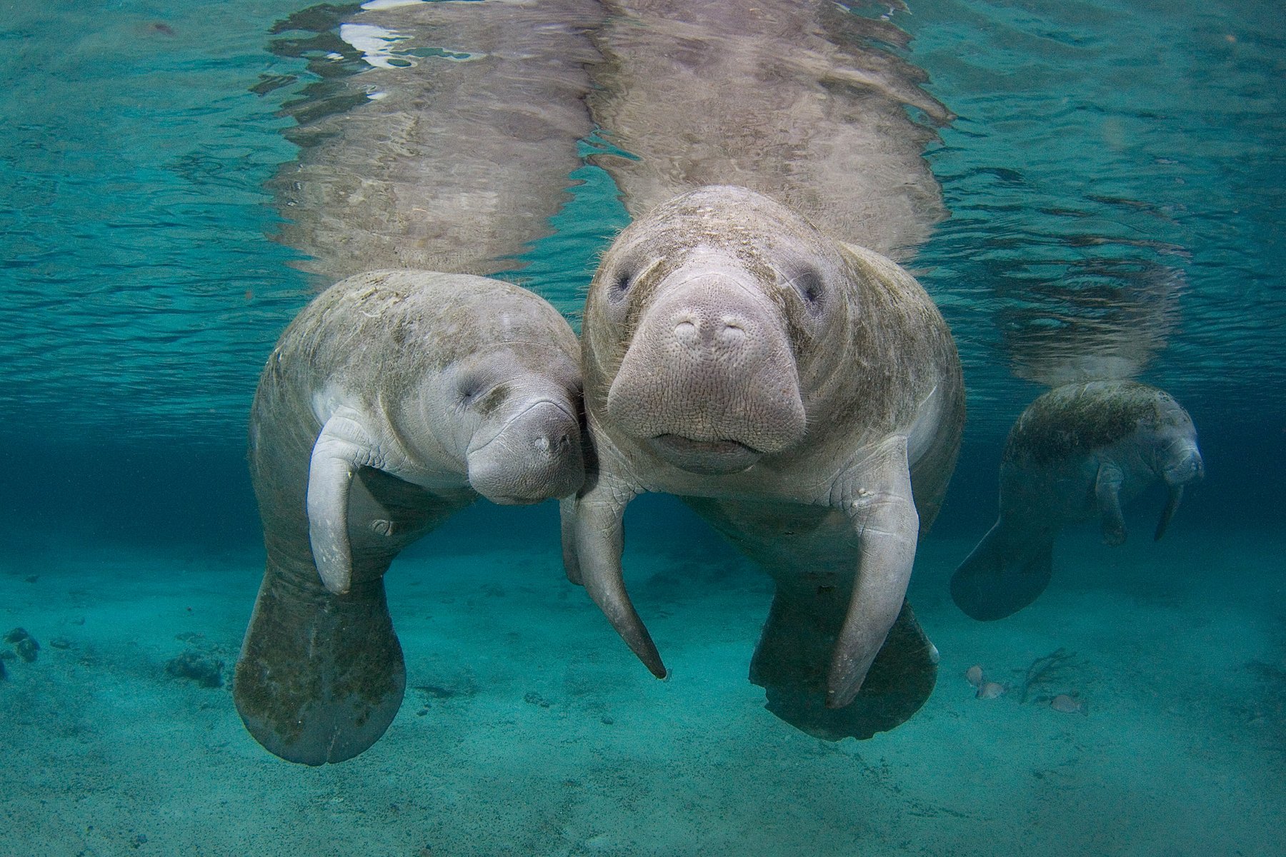 Manatees Eating