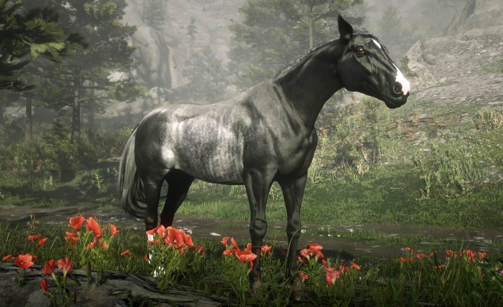 Black Rabicano Horse