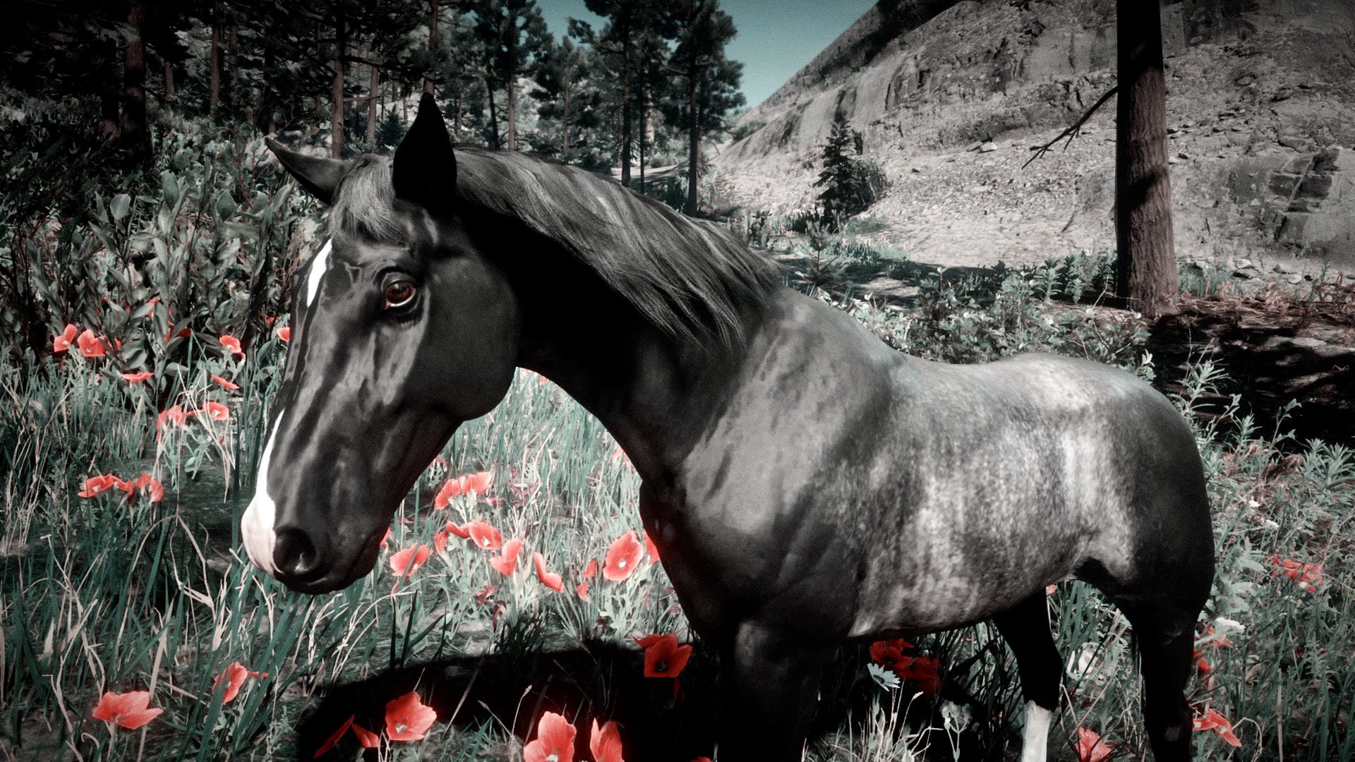 Black Rabicano Horse
