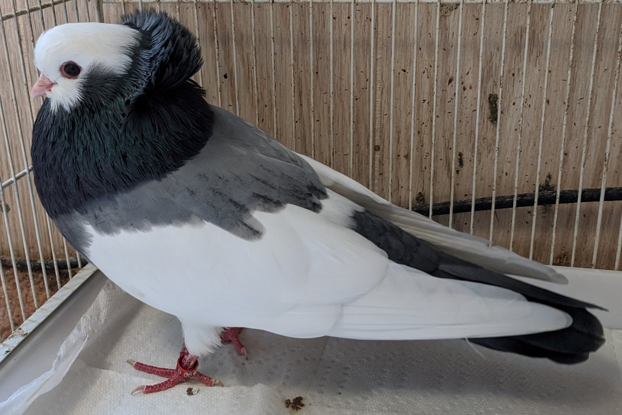 Komorner Tumbler Pigeon