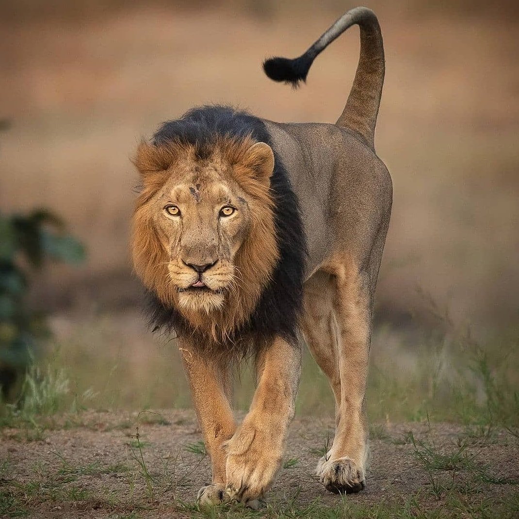 Male Lion Standing On Hind Legs