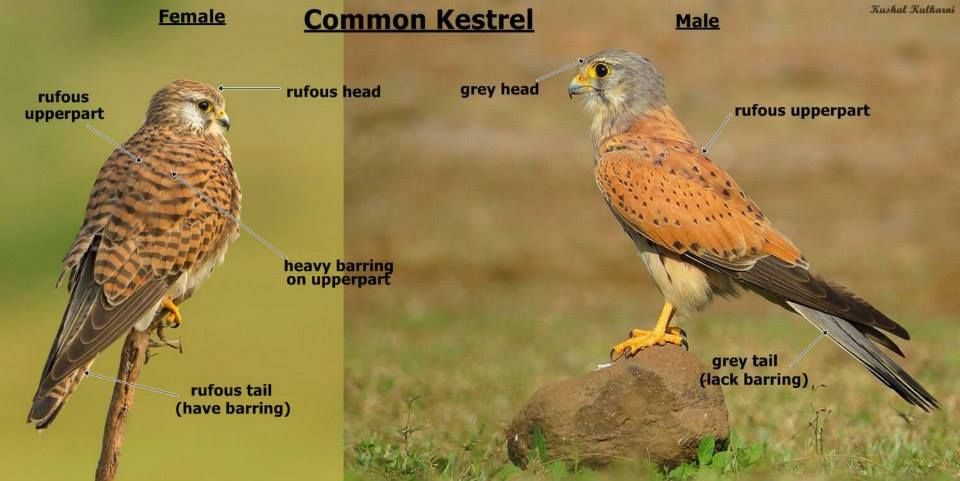 American Kestrel Male Vs Female