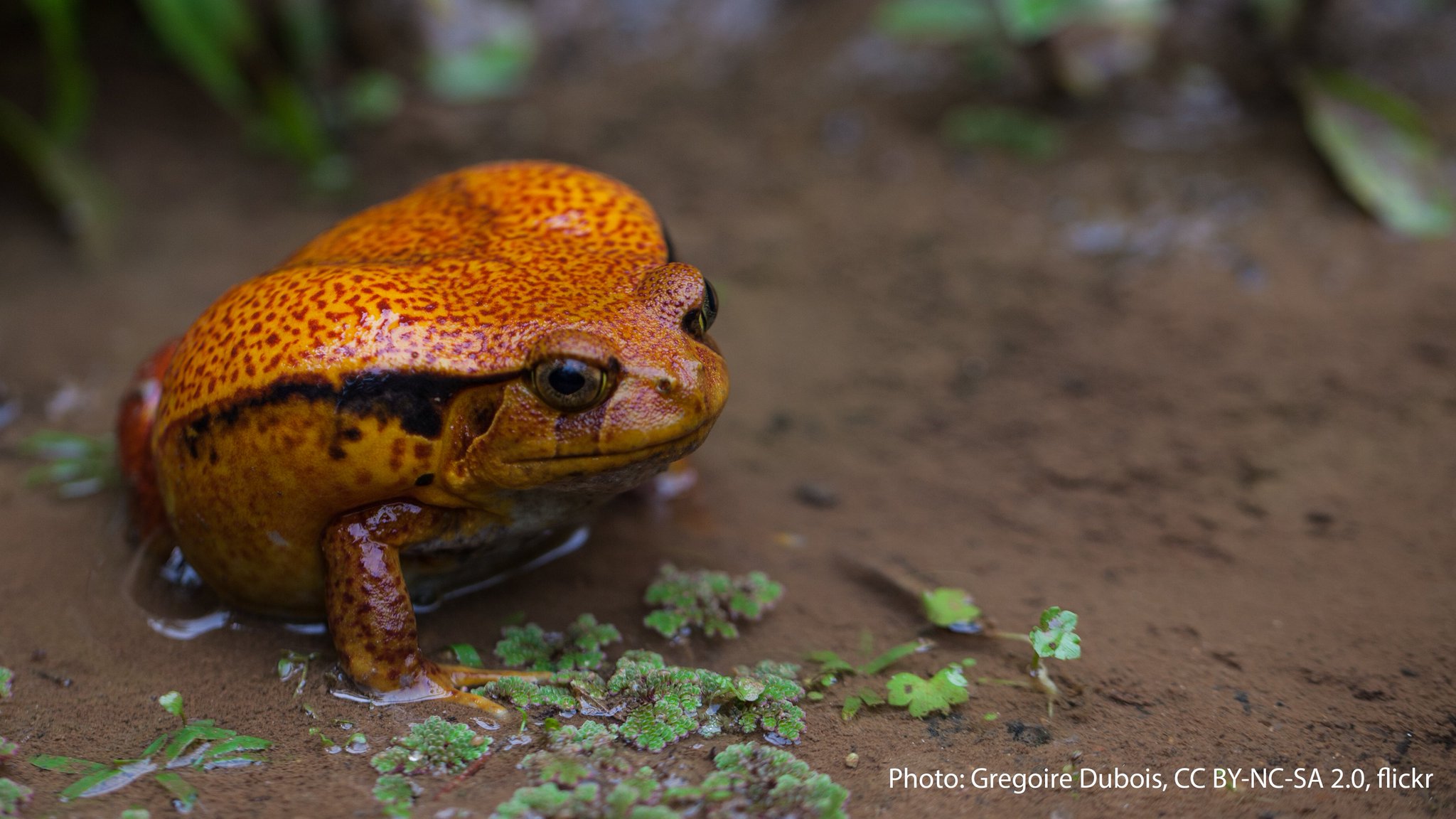 Tomato Frog