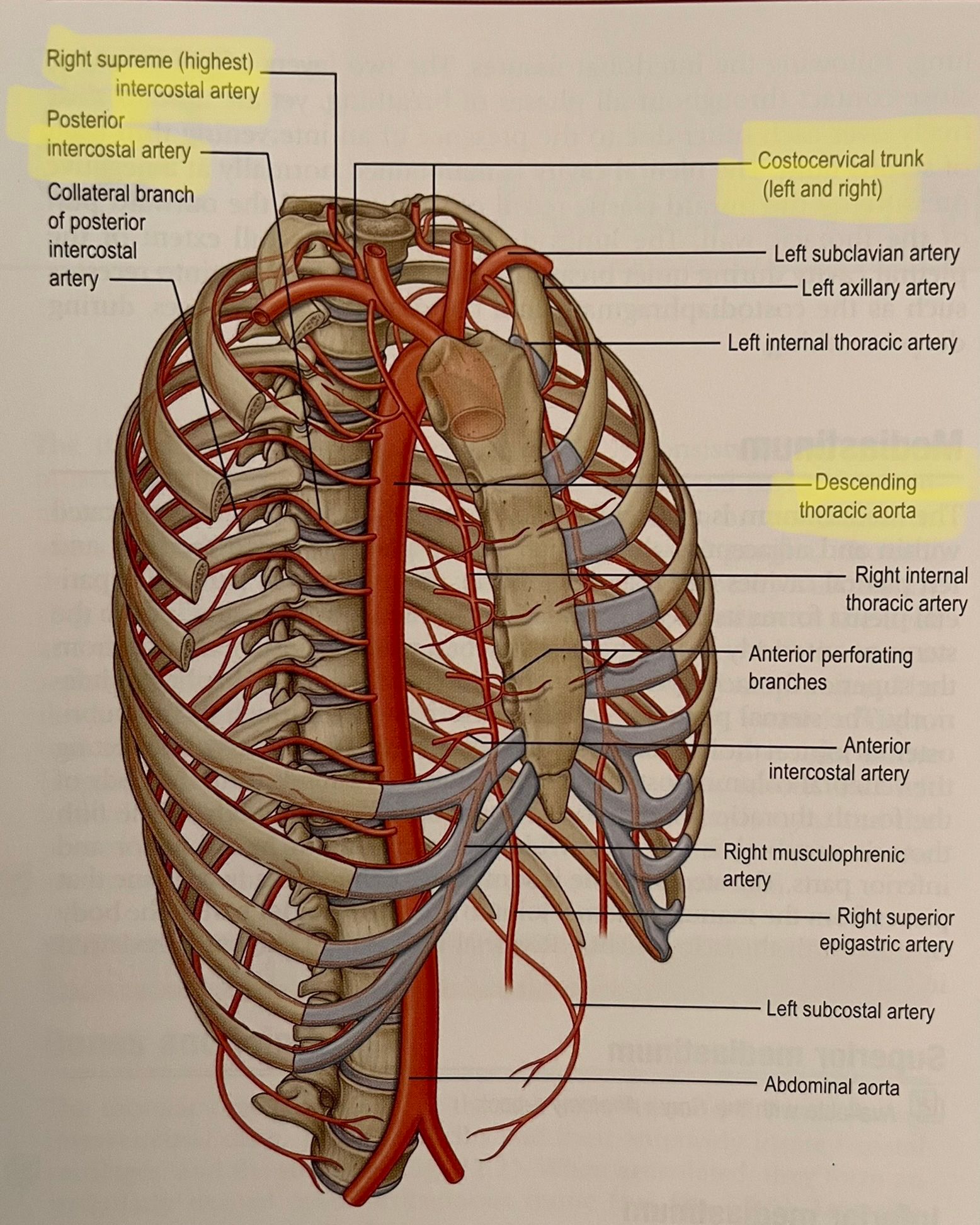 Costocervical Trunk Cadaver