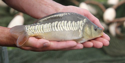 Baby Common Carp Fish