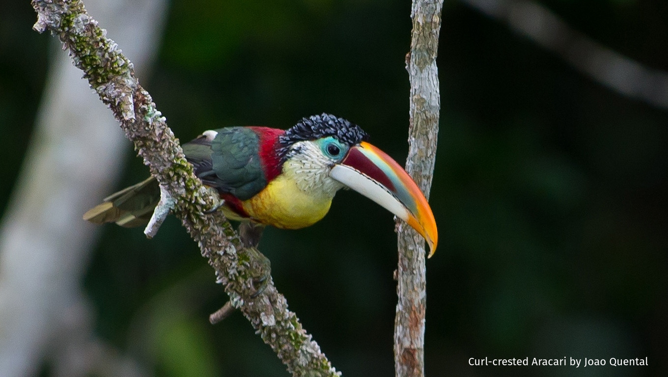 Temperate Evergreen Forest Birds
