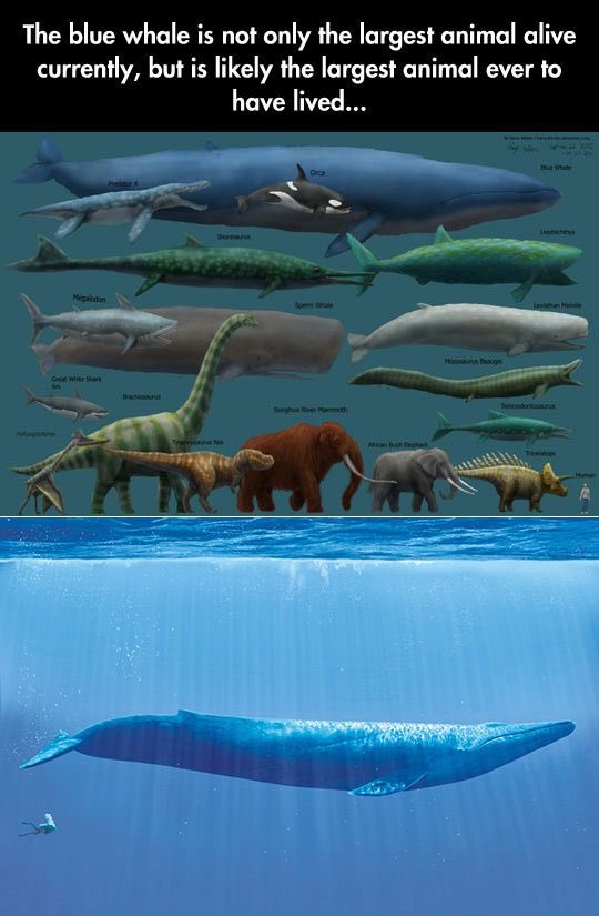 Antarctic Blue Whales